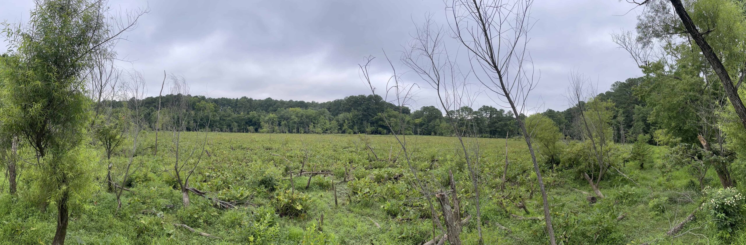 Greenway Biking in Raleigh, a dispatch from the Walnut Creek Trail ...