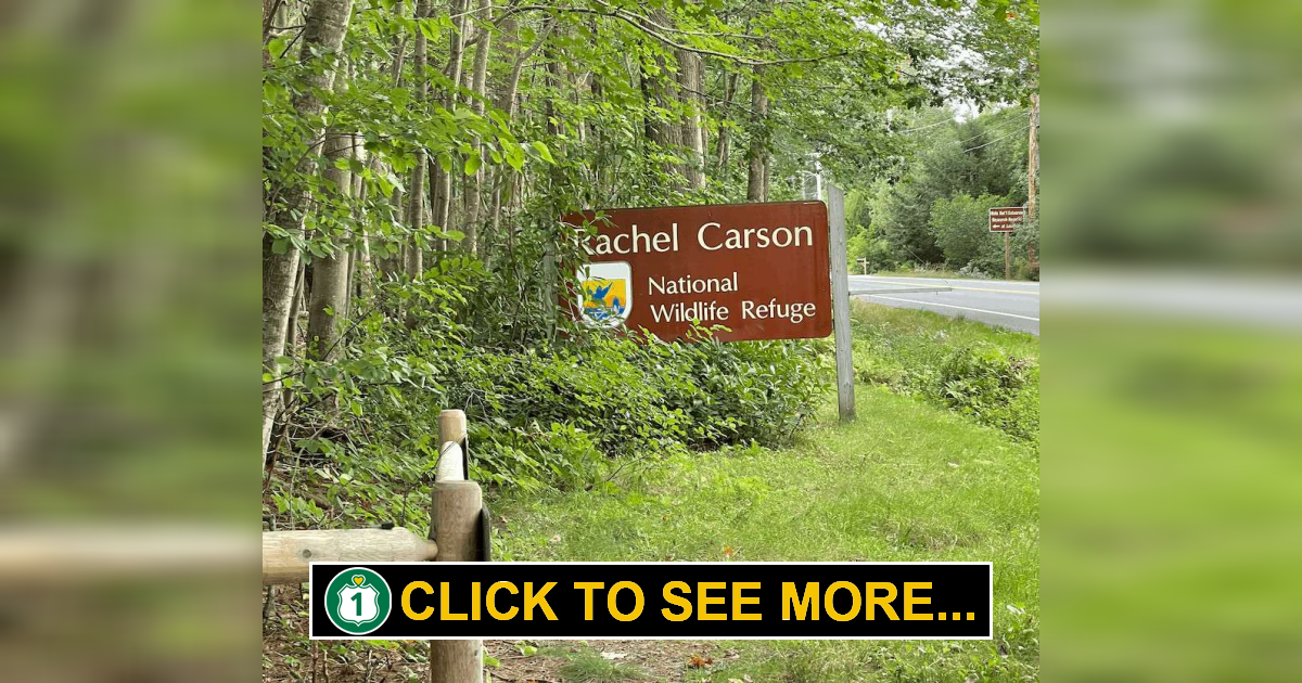 Rachel Carson National Wildlife Refuge - Route 1 Views