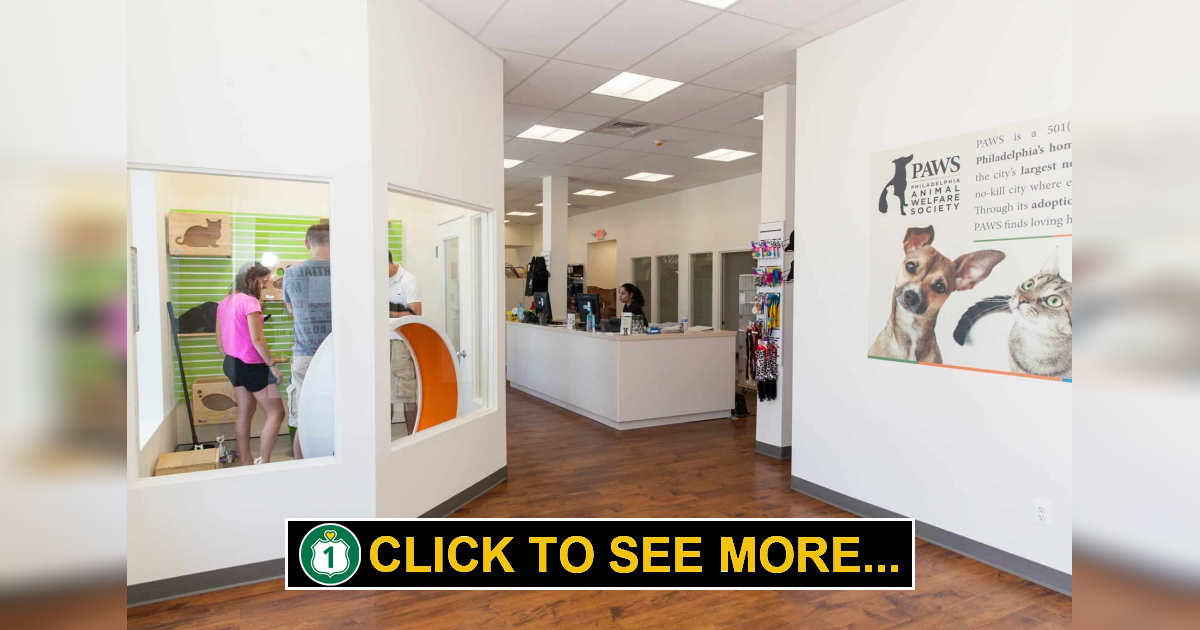 One of Philly’s Finest Animal Rescue Partners: PAWS - Route 1 Views