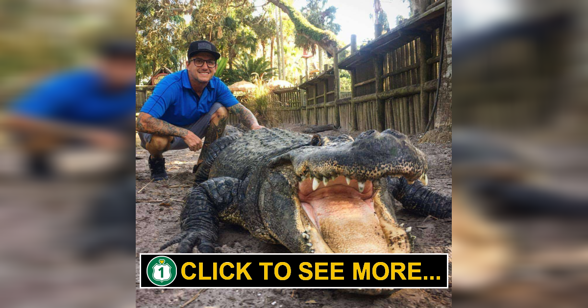 St Augustine Alligator Farm - Route 1 Views